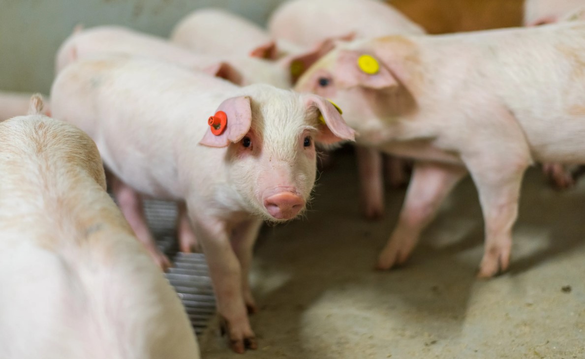 Essential Tips for Choosing the Right Animal Identification Tags - Lockerz